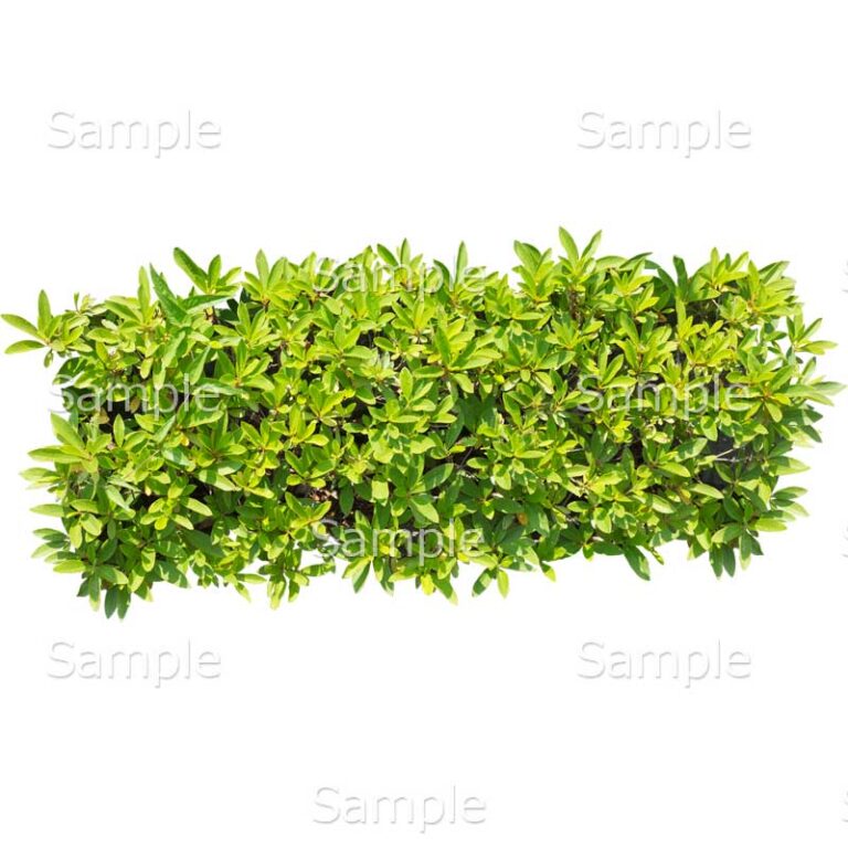 低木素材 – sozaiya.com