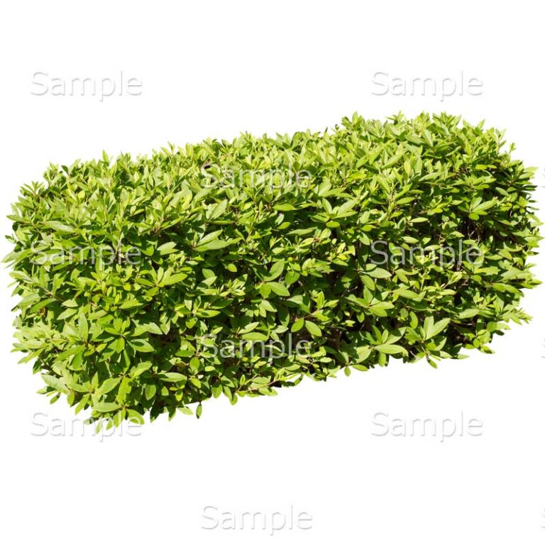 低木素材 – sozaiya.com