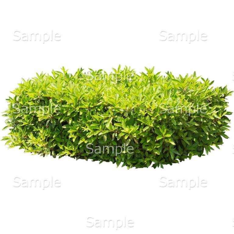 低木素材 – sozaiya.com