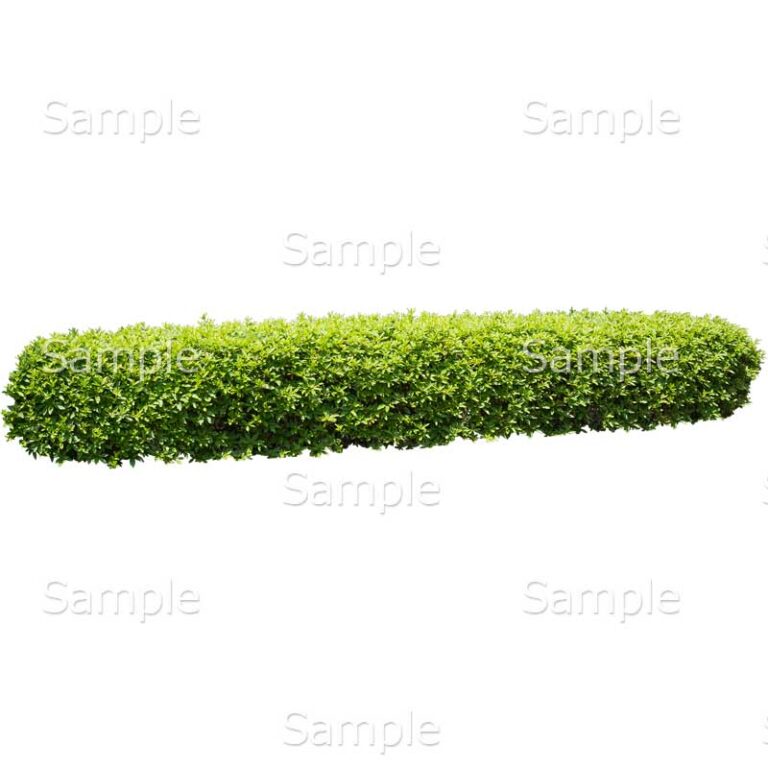 低木素材 – sozaiya.com