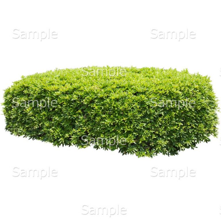 低木素材 – sozaiya.com