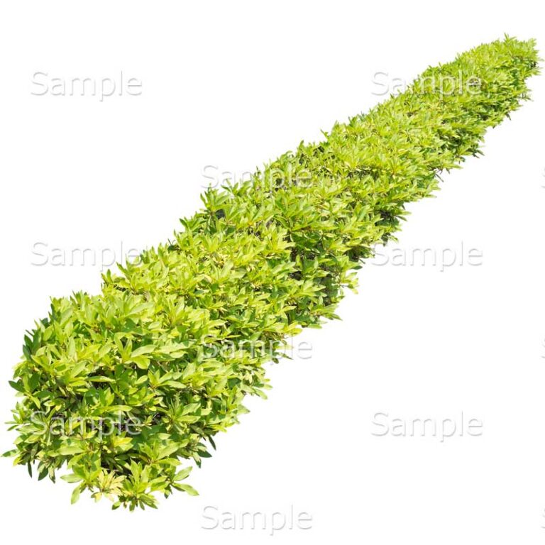 低木素材 – sozaiya.com