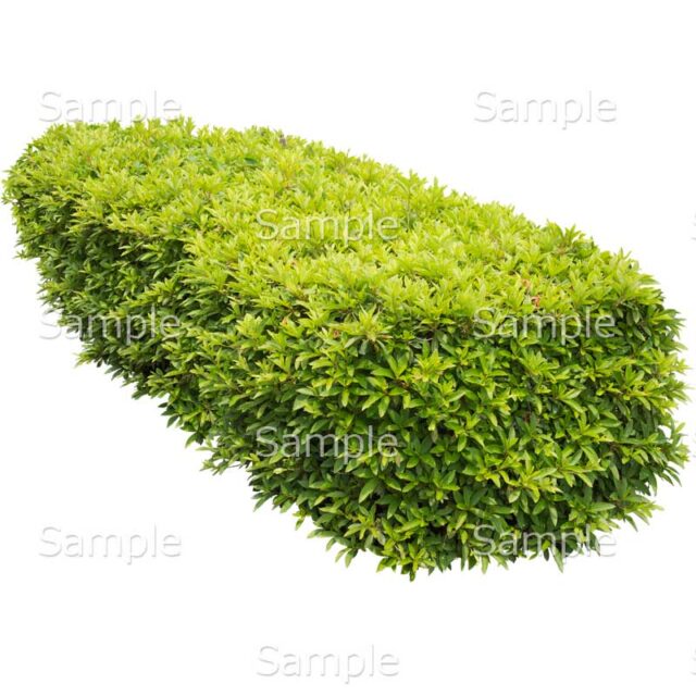 低木素材 – ページ 2 – sozaiya.com