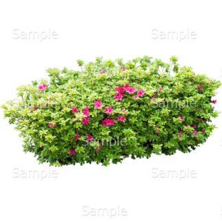 灌木材料 – sozaiya.com