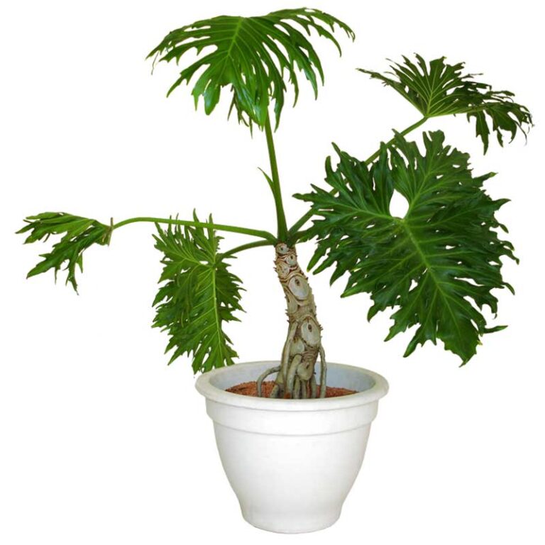 plants002 – sozaiya.com