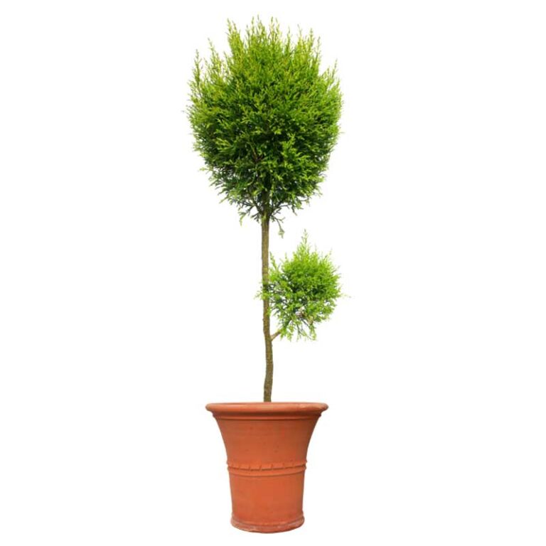 F1002 – sozaiya.com