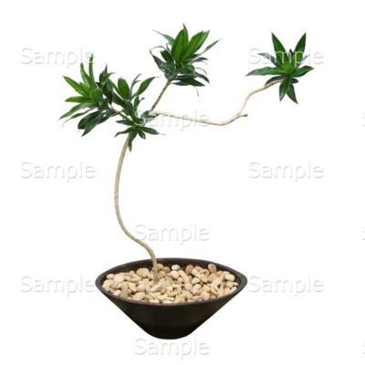 F1007 – sozaiya.com