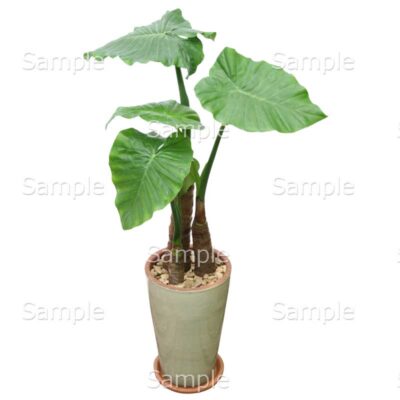 花素材 – sozaiya.com