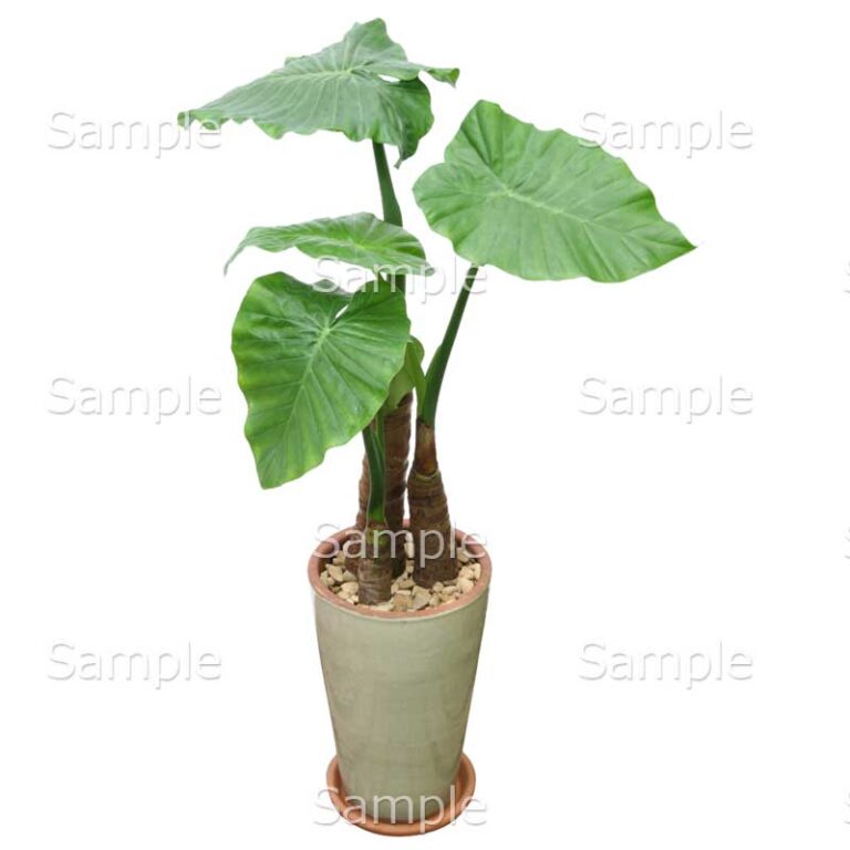 花素材 – sozaiya.com