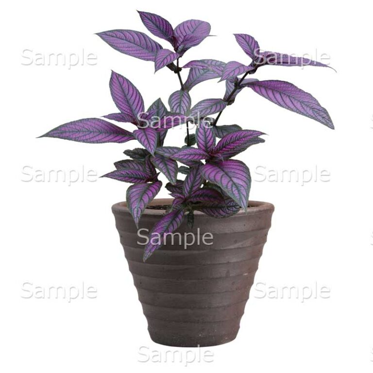 F1002 – sozaiya.com