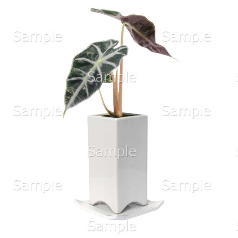 花材 – sozaiya.com