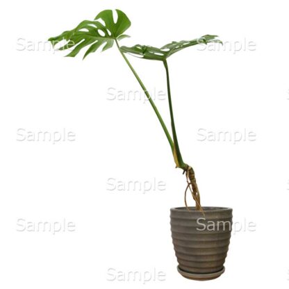 花素材 – sozaiya.com