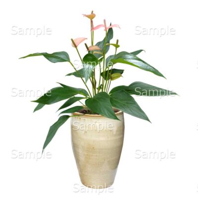 F1020 – sozaiya.com