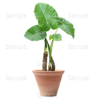 F1005 – sozaiya.com