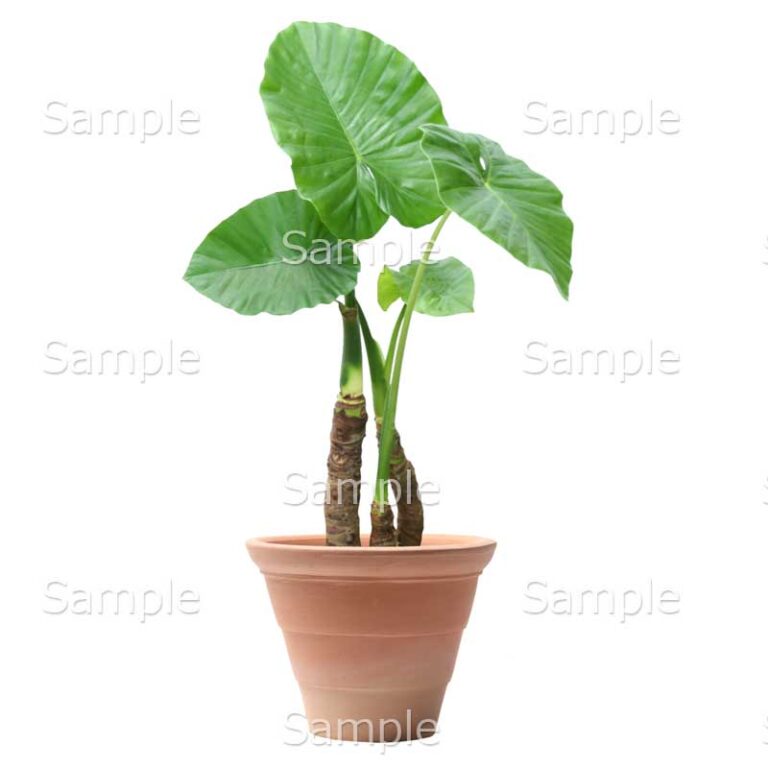 花材 – sozaiya.com