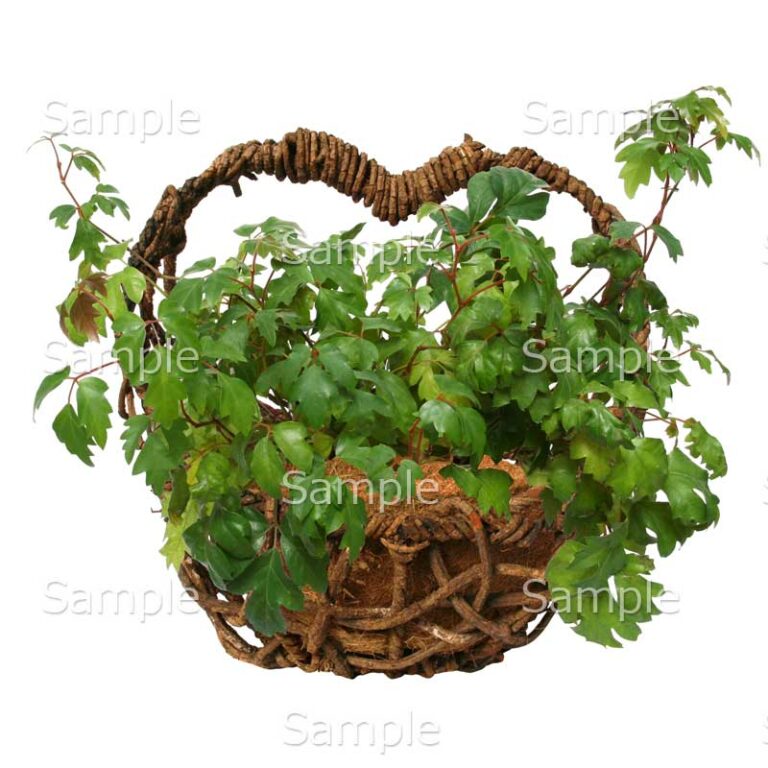 花素材 – ページ 2 – sozaiya.com