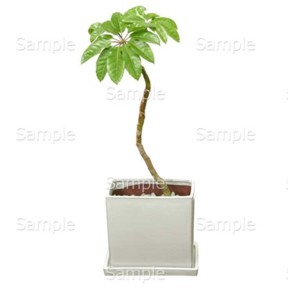 花素材 – sozaiya.com