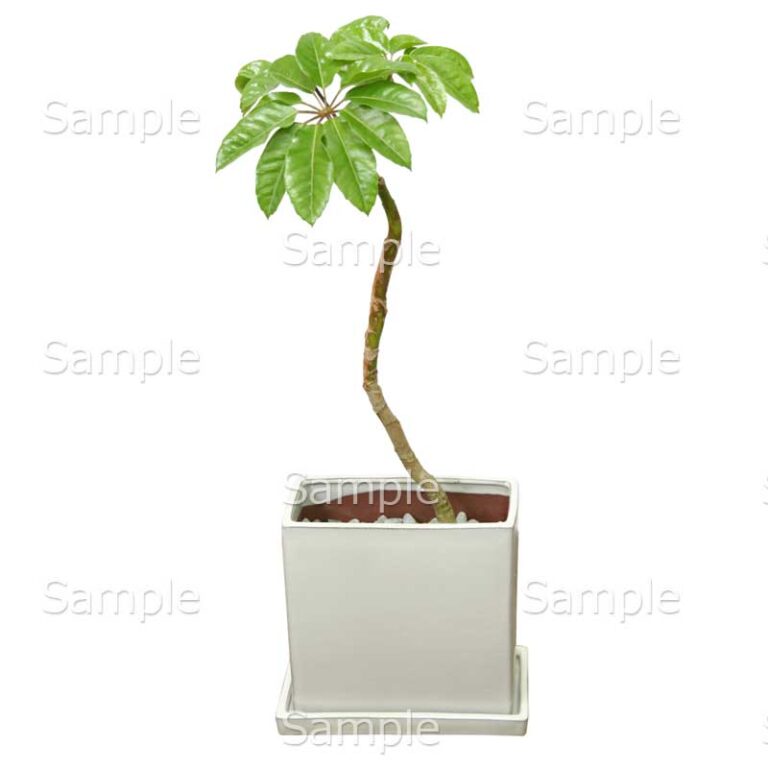 花素材 – sozaiya.com