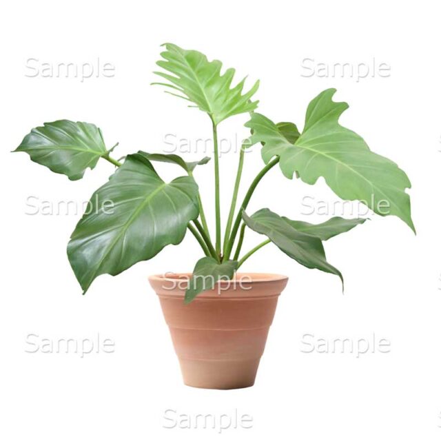 花素材 – sozaiya.com