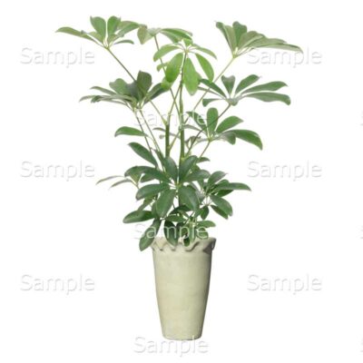 F1001 – sozaiya.com