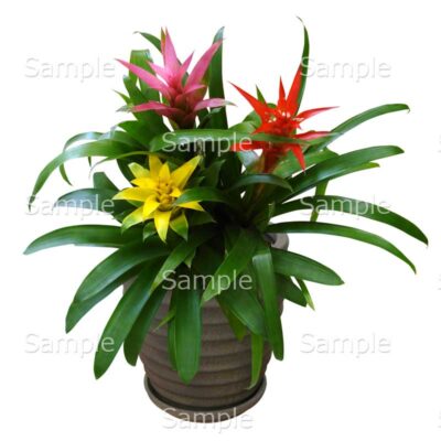 F1007 – sozaiya.com