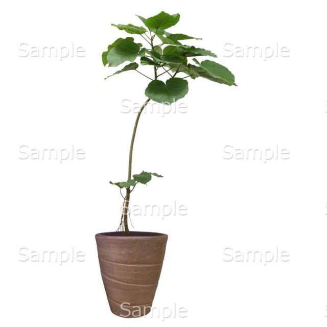 花素材 – sozaiya.com