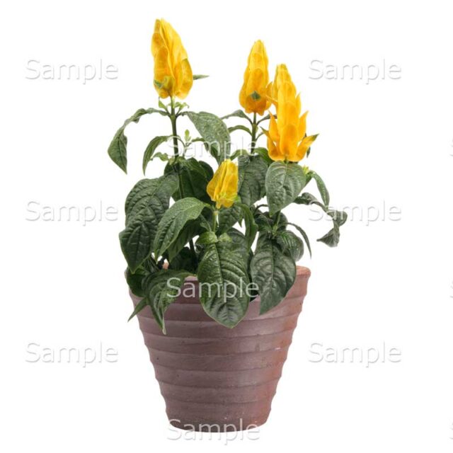 F1020 – sozaiya.com