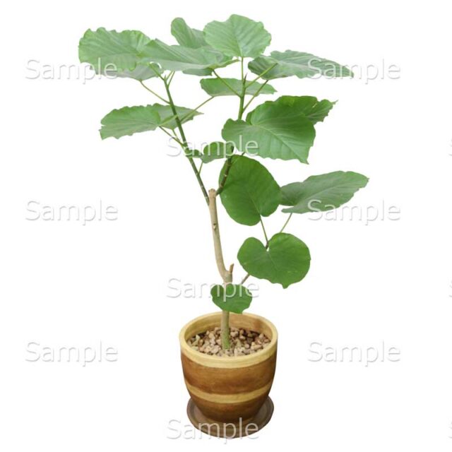 花素材 – sozaiya.com