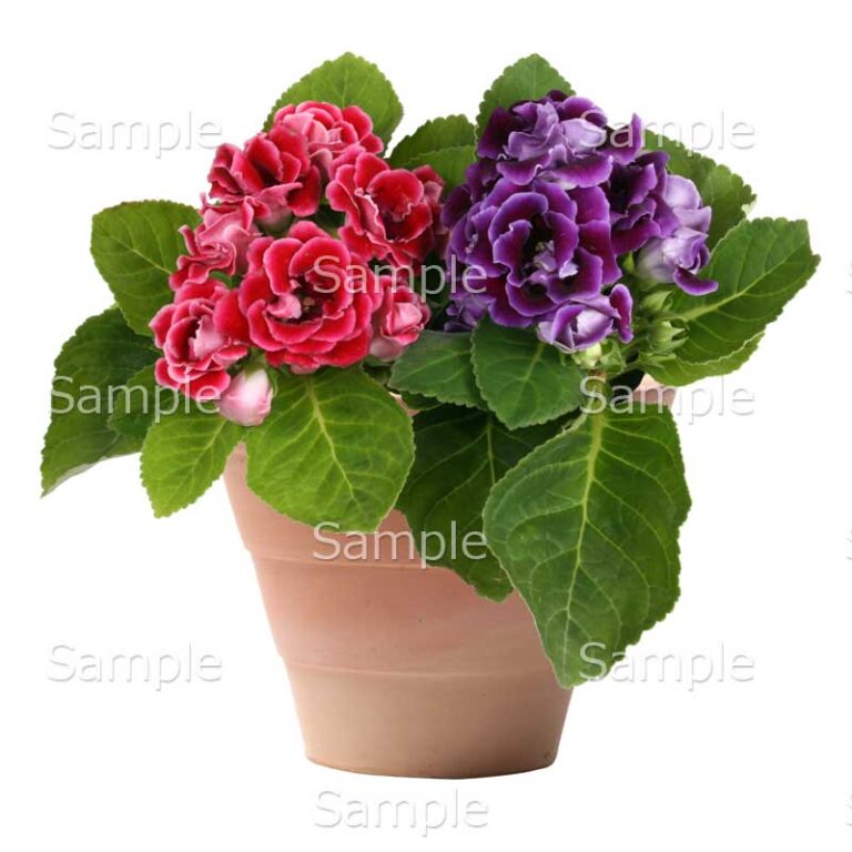 F1007 – sozaiya.com