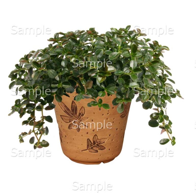 花素材 – ページ 2 – sozaiya.com