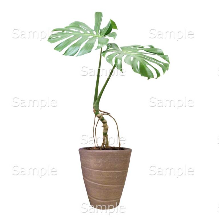 花素材 – sozaiya.com