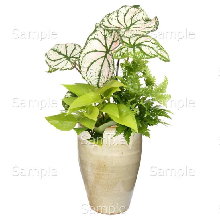 花素材 – sozaiya.com