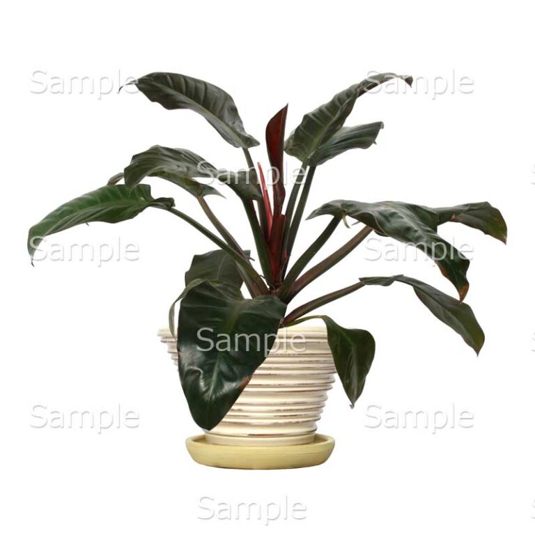 花素材 – sozaiya.com