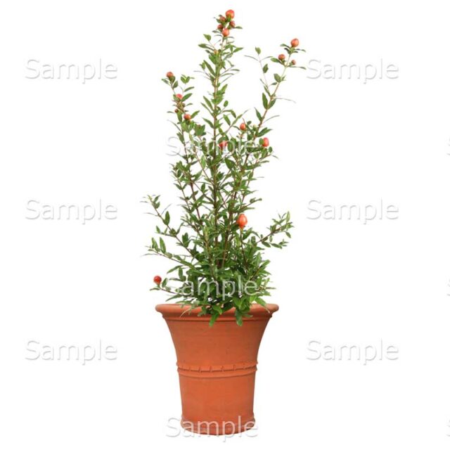 花素材 – sozaiya.com