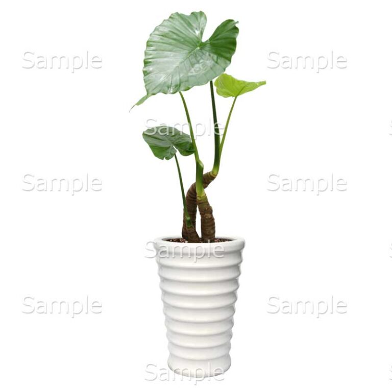 F1020 – sozaiya.com