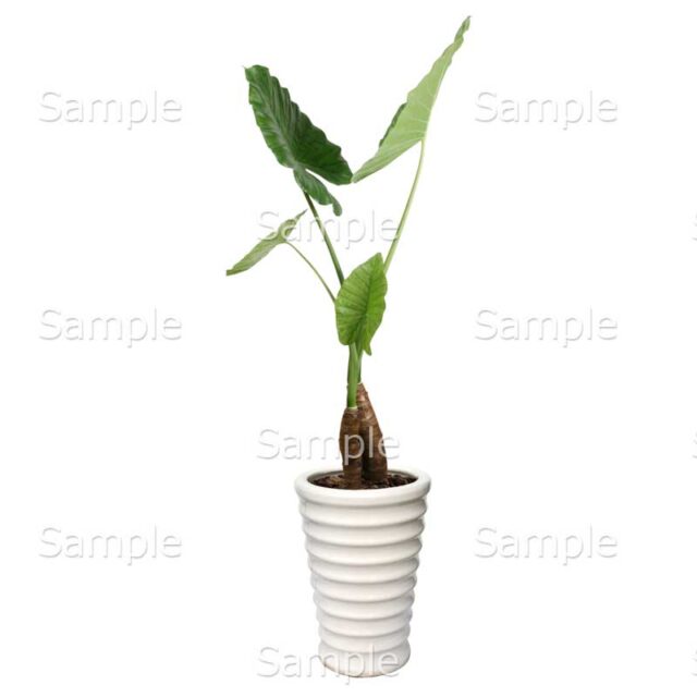 plants001 – sozaiya.com