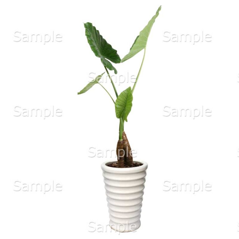 花素材 – ページ 2 – sozaiya.com