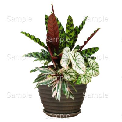 F1001 – sozaiya.com