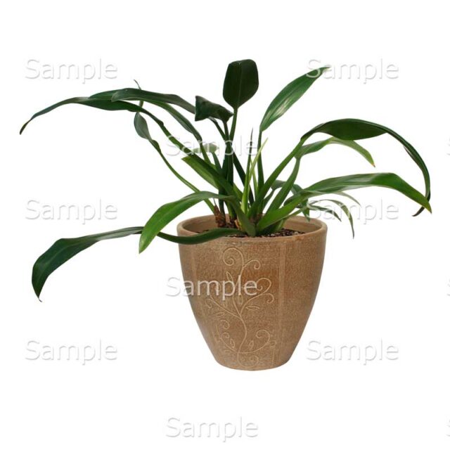 花素材 – sozaiya.com