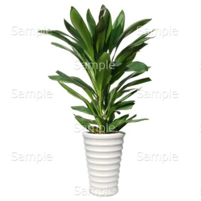 花素材 – ページ 2 – sozaiya.com