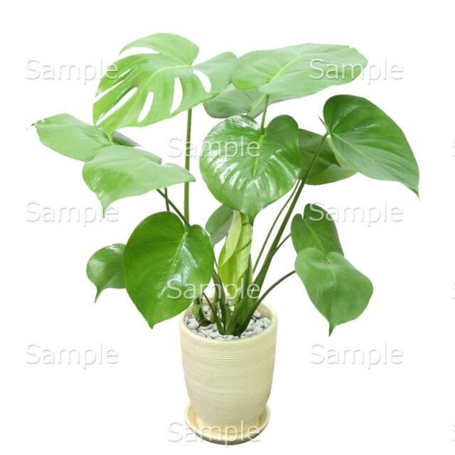 plants005 – sozaiya.com