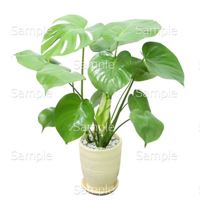 花素材 – sozaiya.com