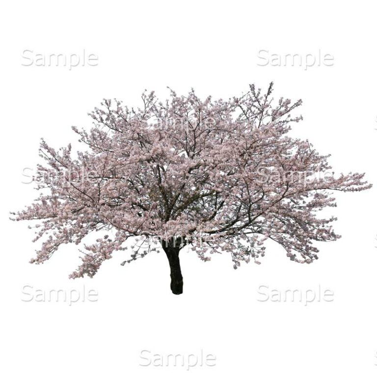 桜素材 – sozaiya.com