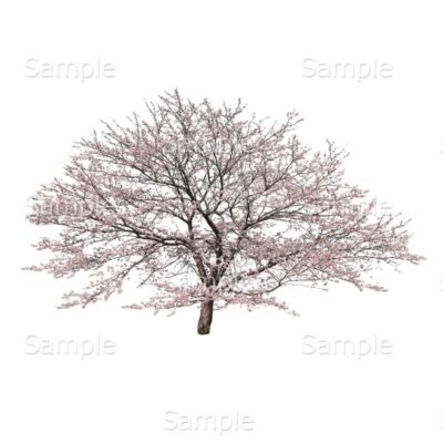 桜素材 – sozaiya.com
