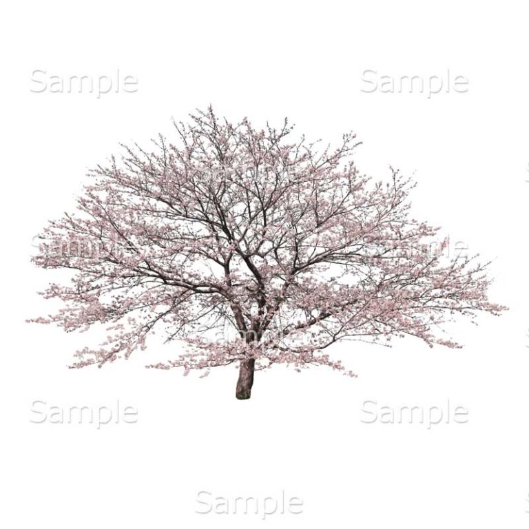桜素材 – sozaiya.com