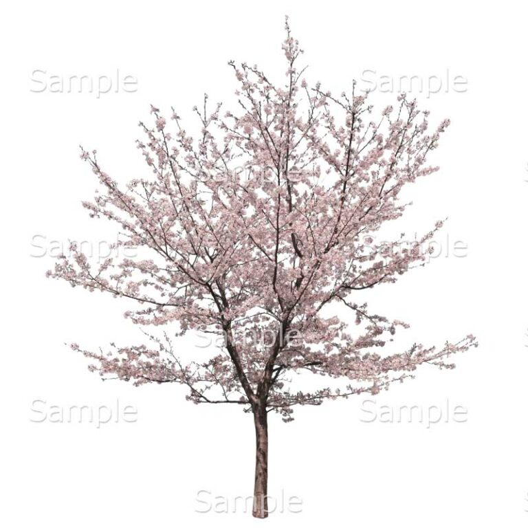 桜素材 – sozaiya.com