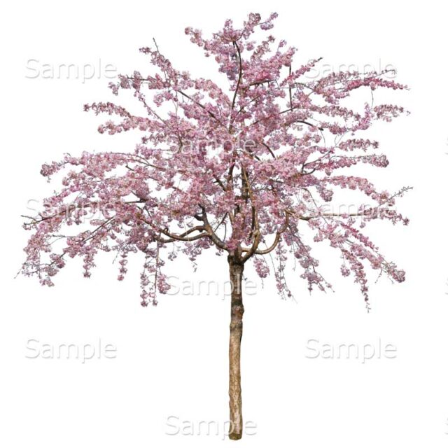 桜素材 – sozaiya.com