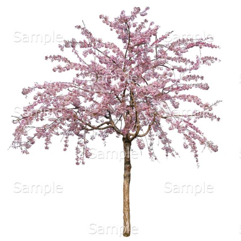 桜素材 – sozaiya.com