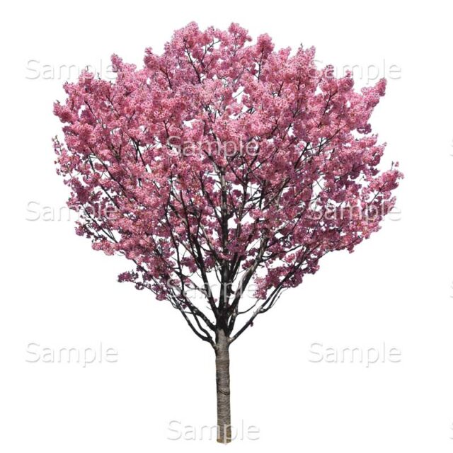 桜素材 – sozaiya.com