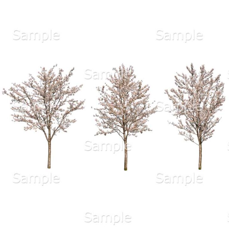 桜素材 – sozaiya.com